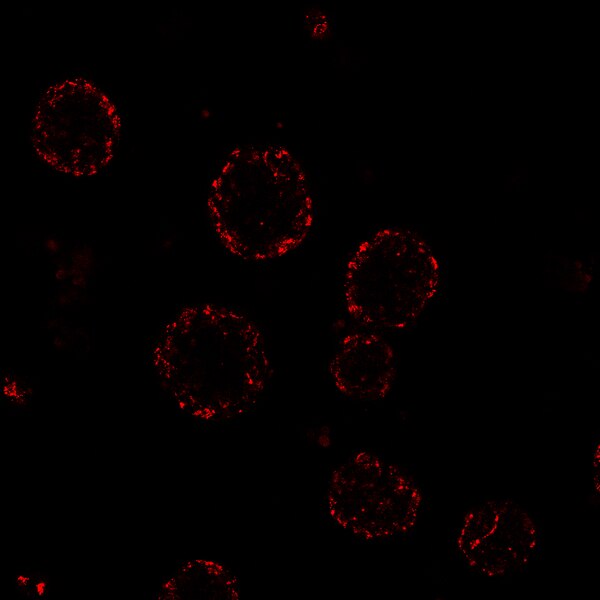 BioTracker™ FQ Orange Cox-2 Live Cell Probe | SCT254